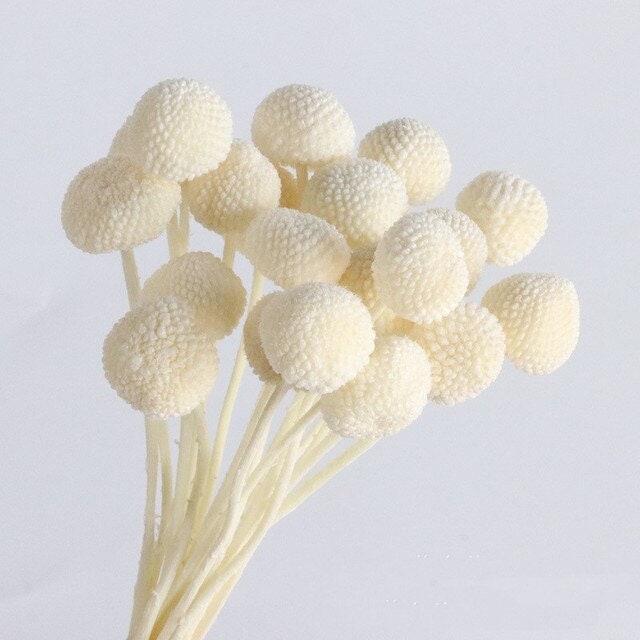 Craspedia Billy Button Natural Yellow - 20 Stems - Premium Dried ...