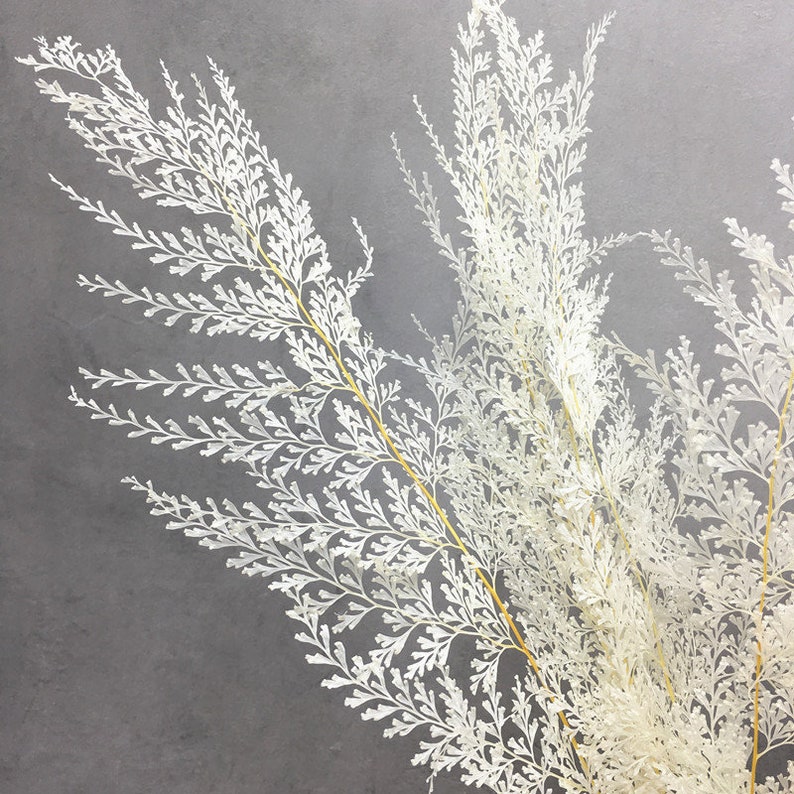Bleached Lace Fern 10 Stems / Snow Fern / Preserved Fern / - Etsy