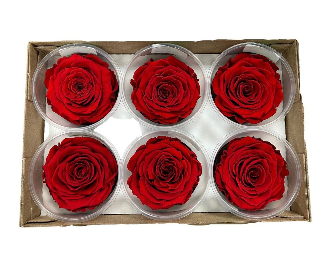 Red Preserved Natural Roses Eternity Roses Forever Roses 6 Pack - Etsy