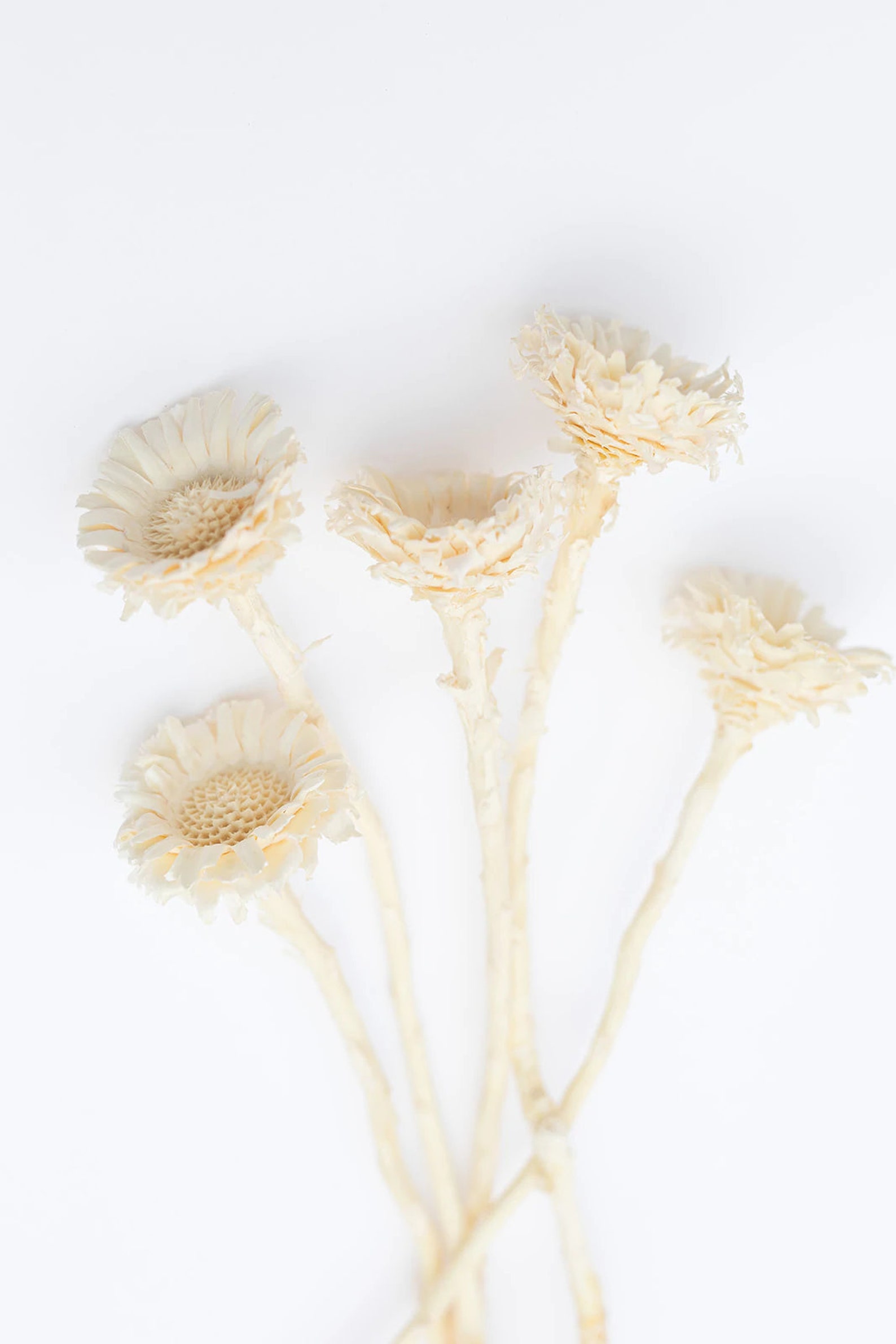 Bleached Protea Rosette / Bleached Flowers / Dried Flowers - Etsy
