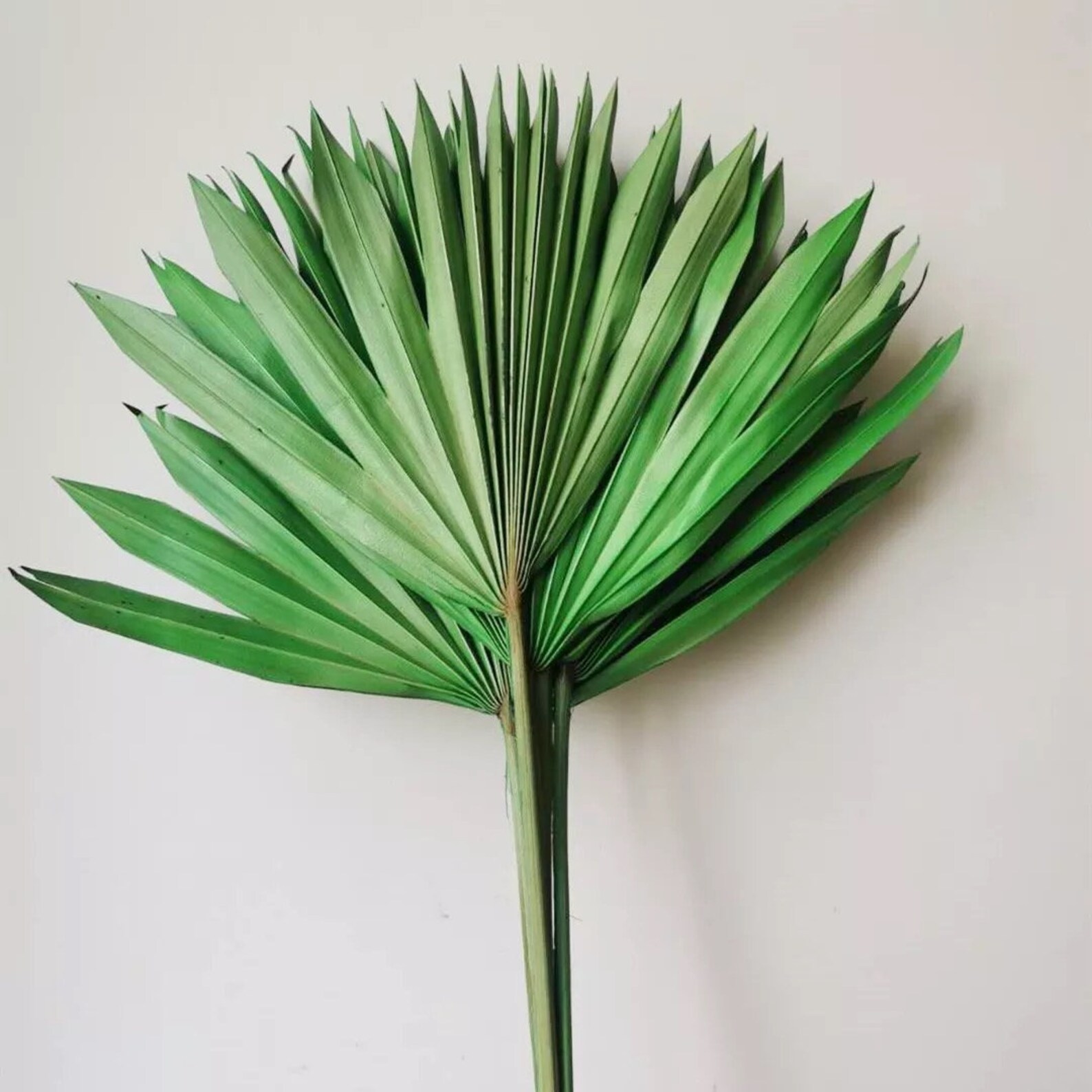 Dried Palm Fans Pink 5 Stems / Sun Palms / Dried Leaves / | Etsy