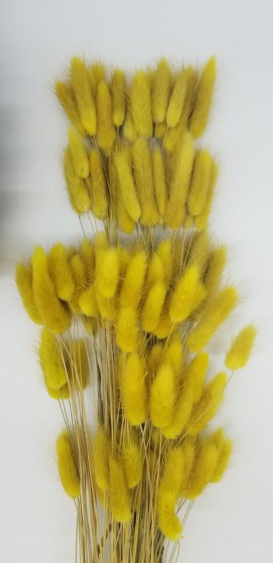 Bunny Tails Yellow Lagurus 50-60 Stems Pampas Grass Boho - Etsy