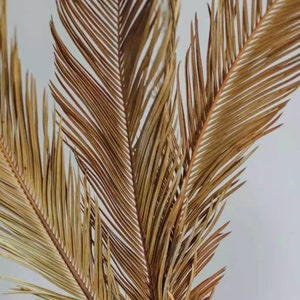 Dried Sago Palm 2 Leaves / Dried Palm / Preserved Palm - Etsy
