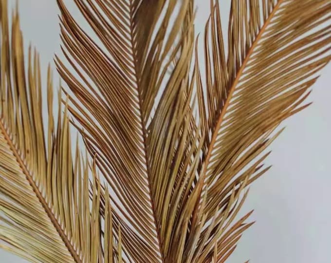 Dried Sago Palm 2 Leaves / Dried Palm / Preserved Palm - Etsy