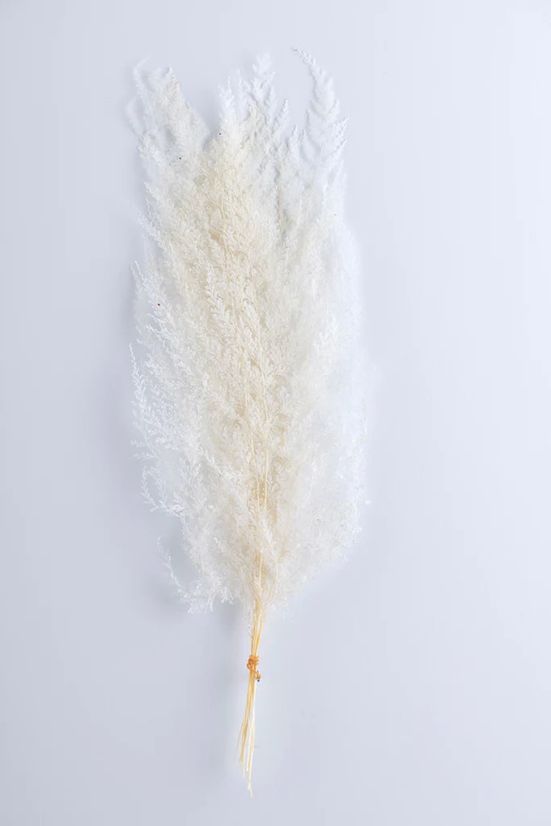 Bleached Lace Fern 10 Stems / Snow Fern / Preserved Fern / - Etsy
