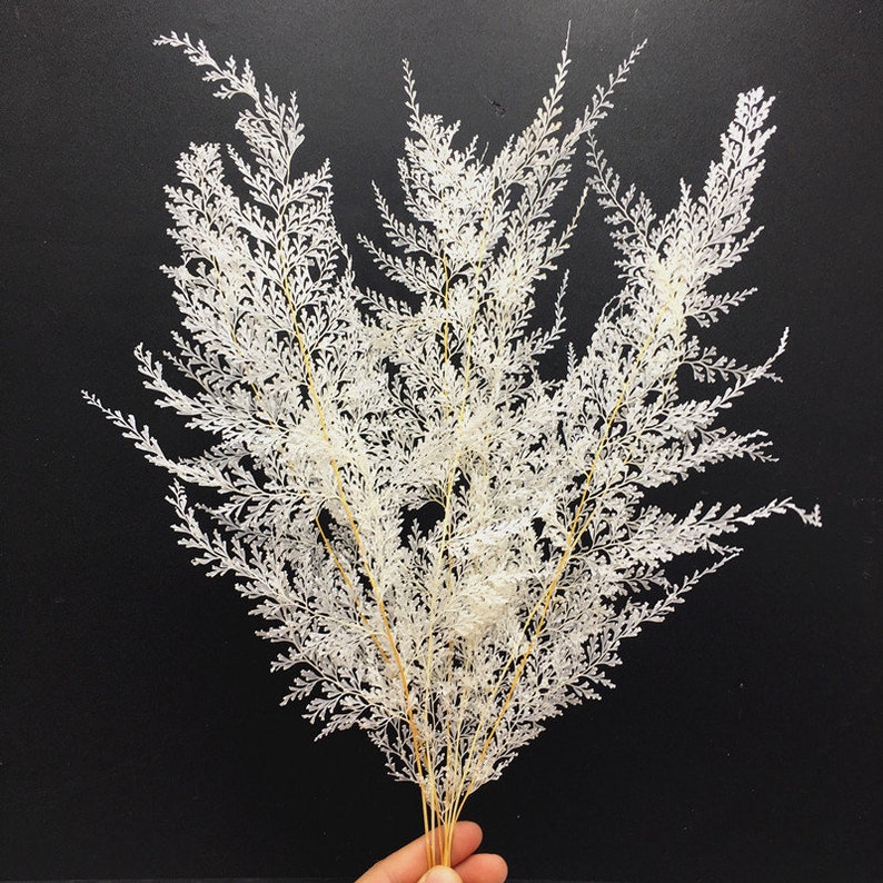 Bleached Lace Fern 10 Stems / Snow Fern / Preserved Fern / - Etsy