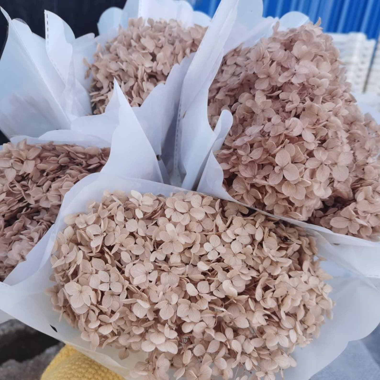 Preserved Hydrangea Stem Light Brown Hydrangea Dried - Etsy