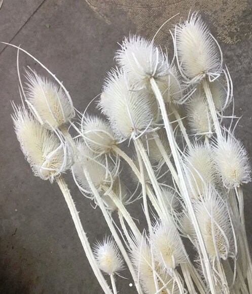 White Big Thistle Giant Cardus 3-4 Stems / Cardo / Bleached - Etsy Norway