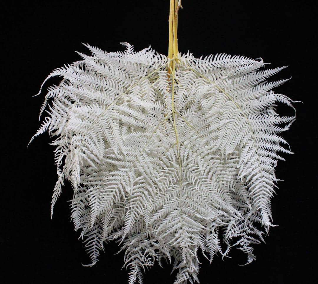 Bleached Bracken Fern Ivory 5 Stems / Preserved Fern / Dried Fern ...