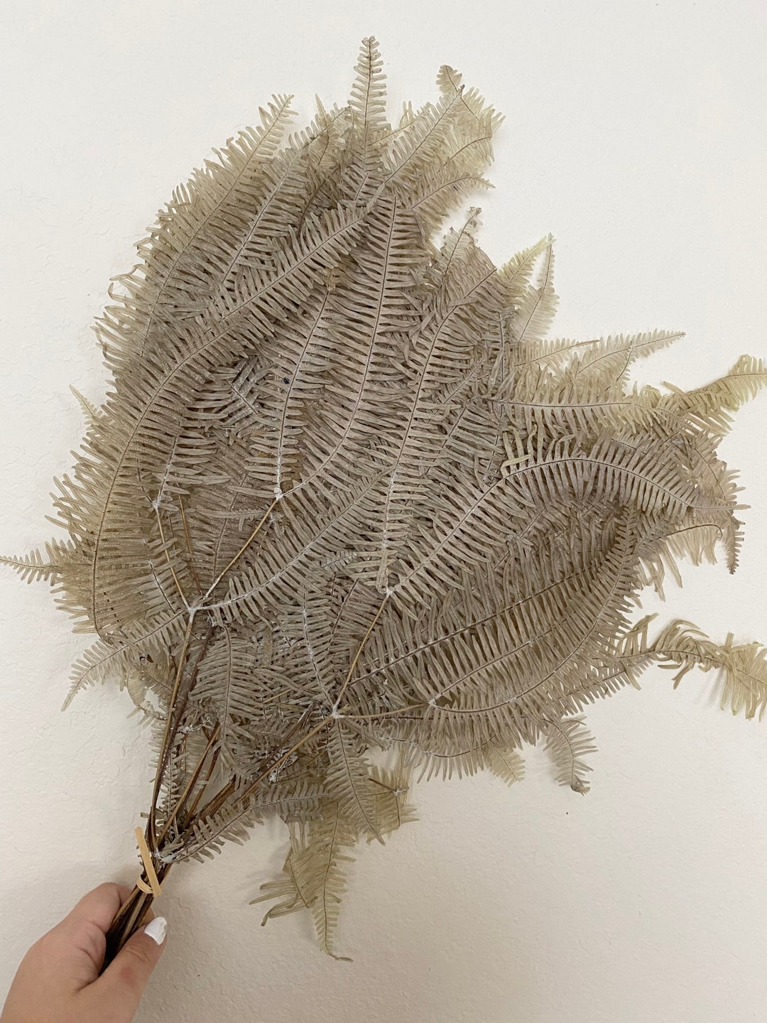 Taupe/Olive Dried Mountain Tiki Fern Leaf 10 Stems / Preserved Fern ...