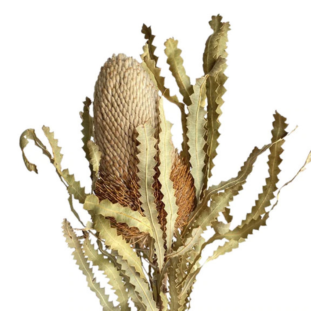 Protea Banksia Hookeriana Dried Natural 1 Stem / Dried Exotic Flower ...