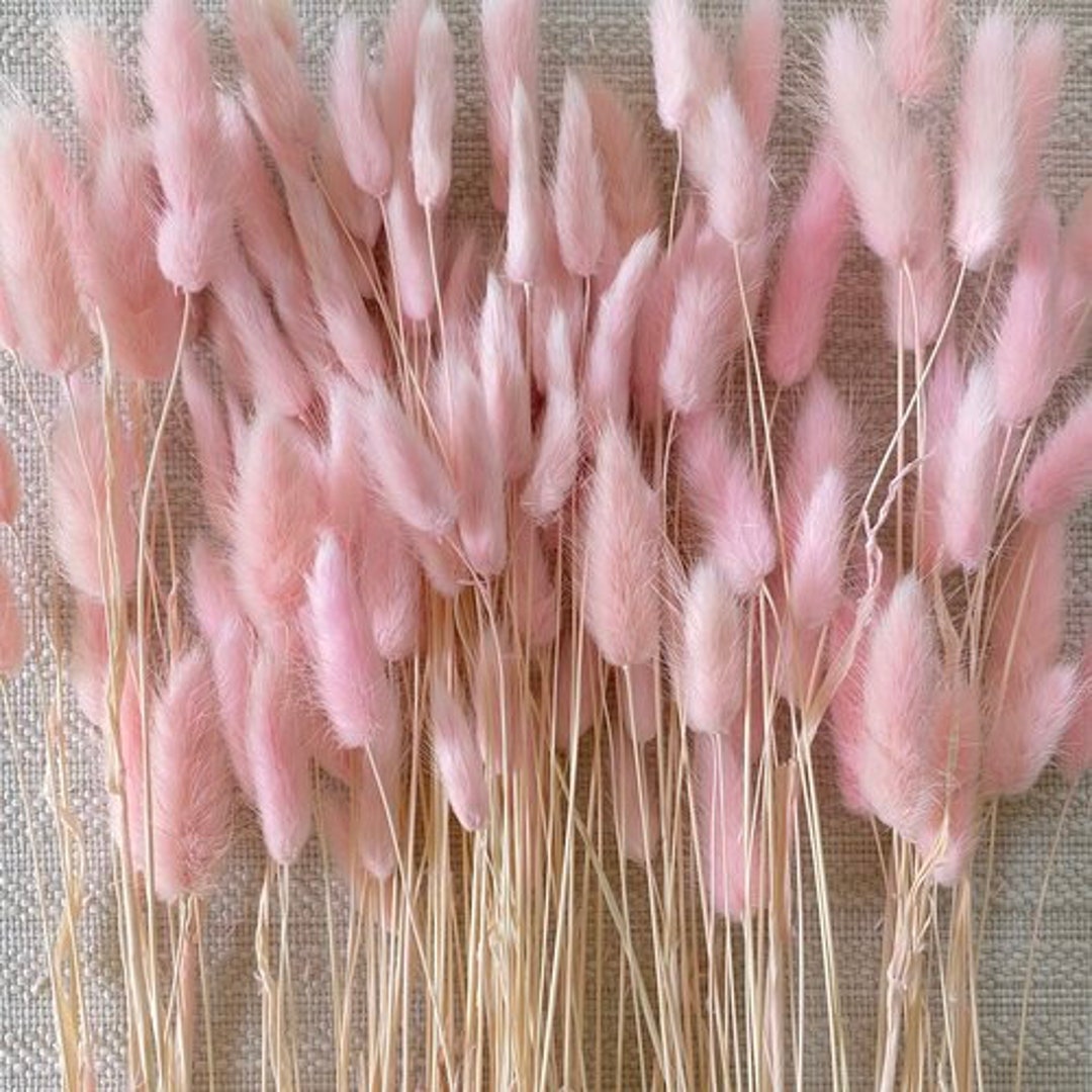 Pink Bunny Tails Lagurus 60 Stems / Rabbit Tails / Pink Dried Flower - Etsy