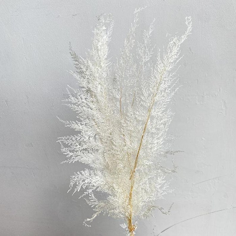 Bleached Lace Fern 10 Stems / Snow Fern / Preserved Fern / - Etsy