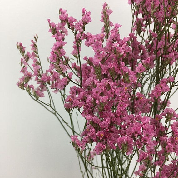 Hot Pink Preserved Limonium Statice Real Preserved Flower | Etsy