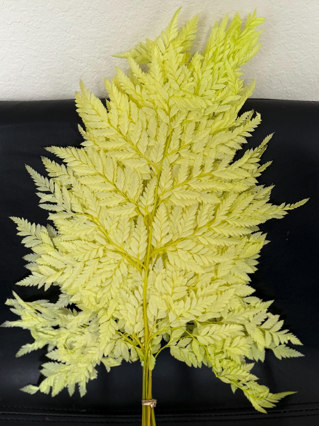 Yellow/green Fern Leather Leaf - 10 Stems / Preserved Fern / Dried Fern ...