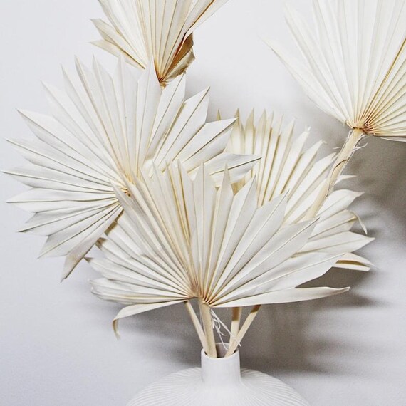 Dried Sun Palm