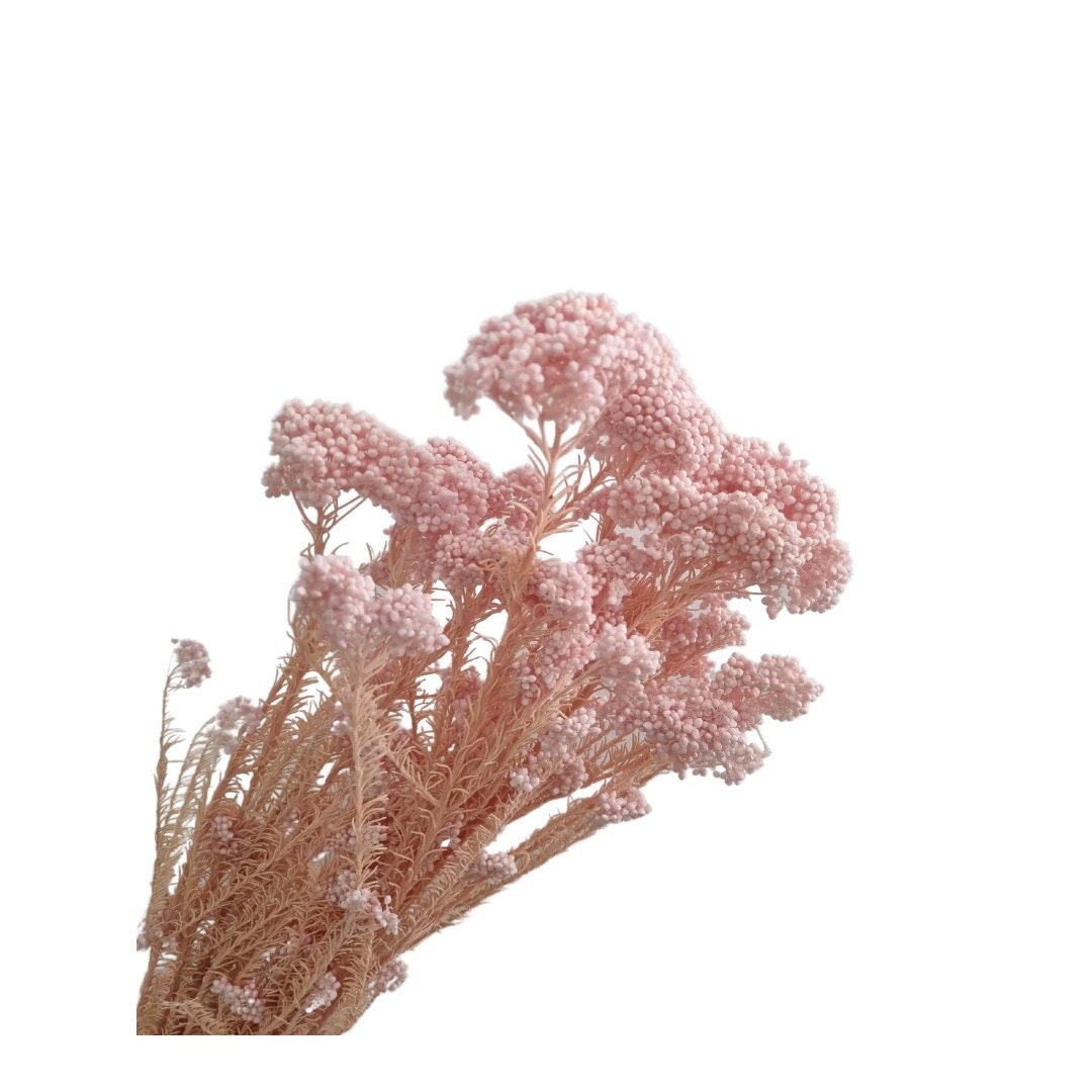 Pink Preserved Rice Flower Bunch 16-20" Tall - Etsy