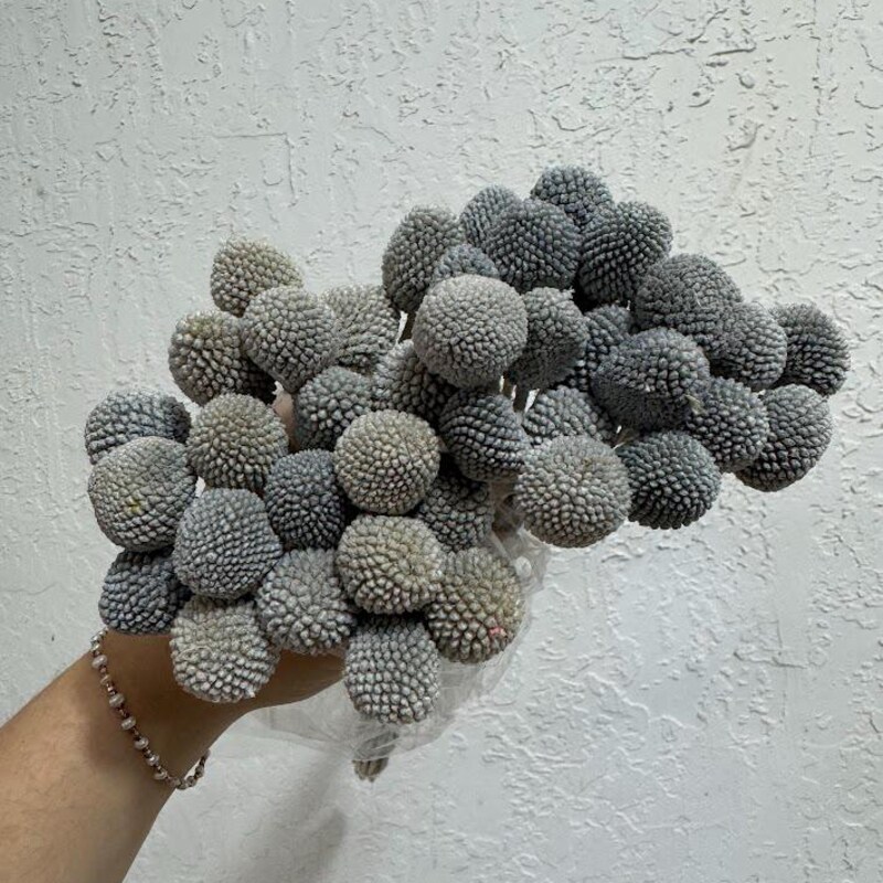Dried Billy Balls - Etsy