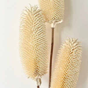 Dried Dipsacus Thistle in White - 16-20" Tall - 2 Stems per Bunch - Etsy