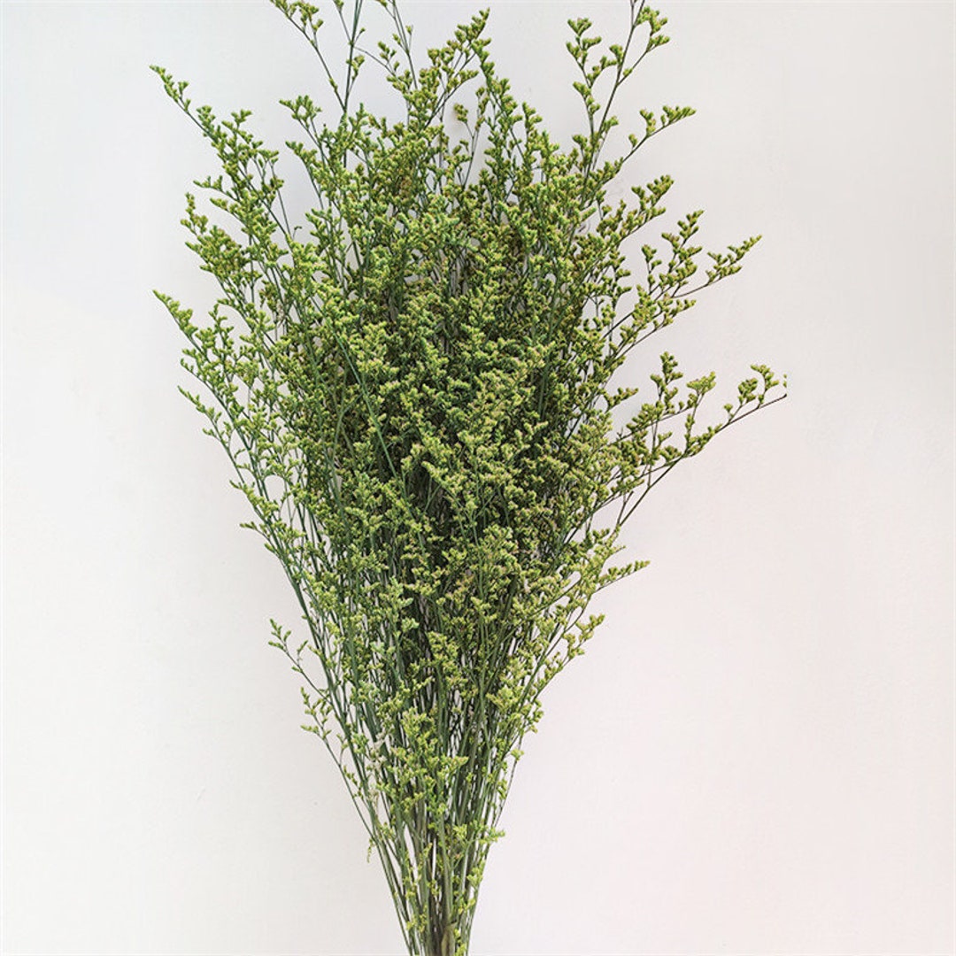 Green Caspia Limonium Lovergrass, Real Preserved Flower Large Bunch ...