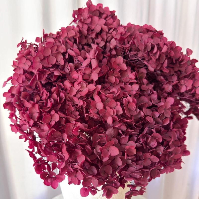 Preserved Hydrangeas Stem - Etsy