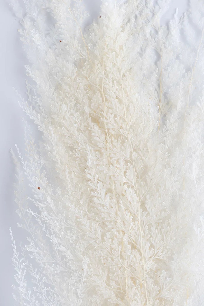 Bleached Lace Fern 10 Stems / Snow Fern / Preserved Fern / - Etsy