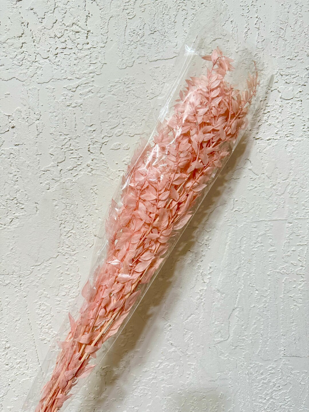 Light Pink Italian Ruscus 5-7 Stems / Bleached Flowers/ Preserved ...