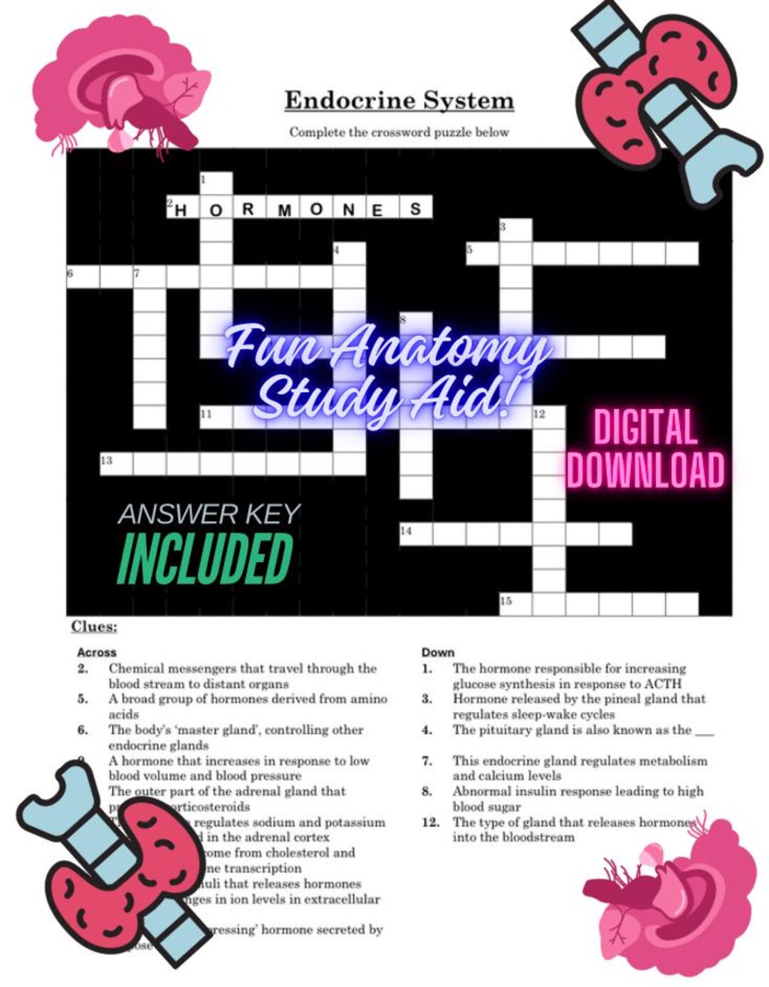 Endocrine System Crossword Puzzle - Fun Anatomy & Physiology Study Aid ...