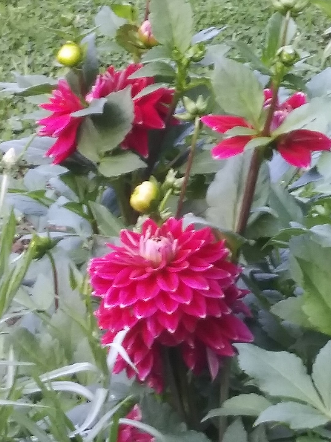 Peony Incense - Etsy