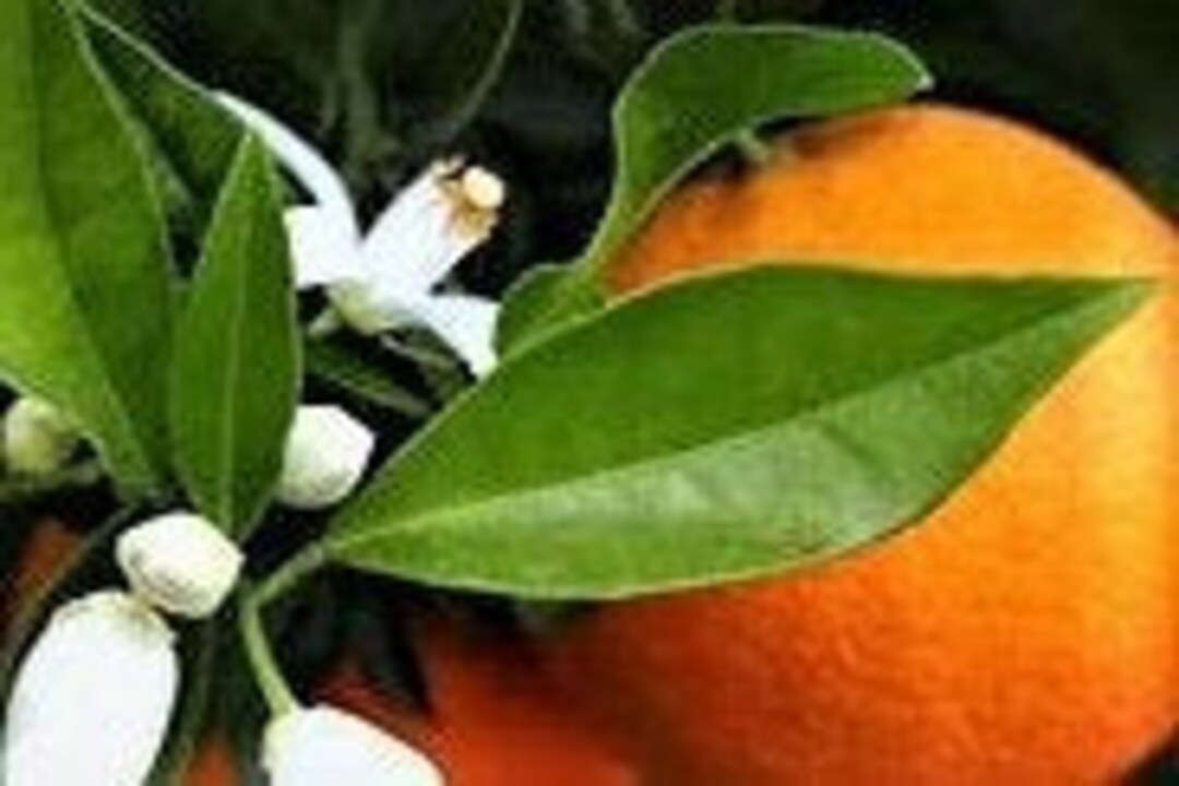 Sweet Neroli Incense - Etsy