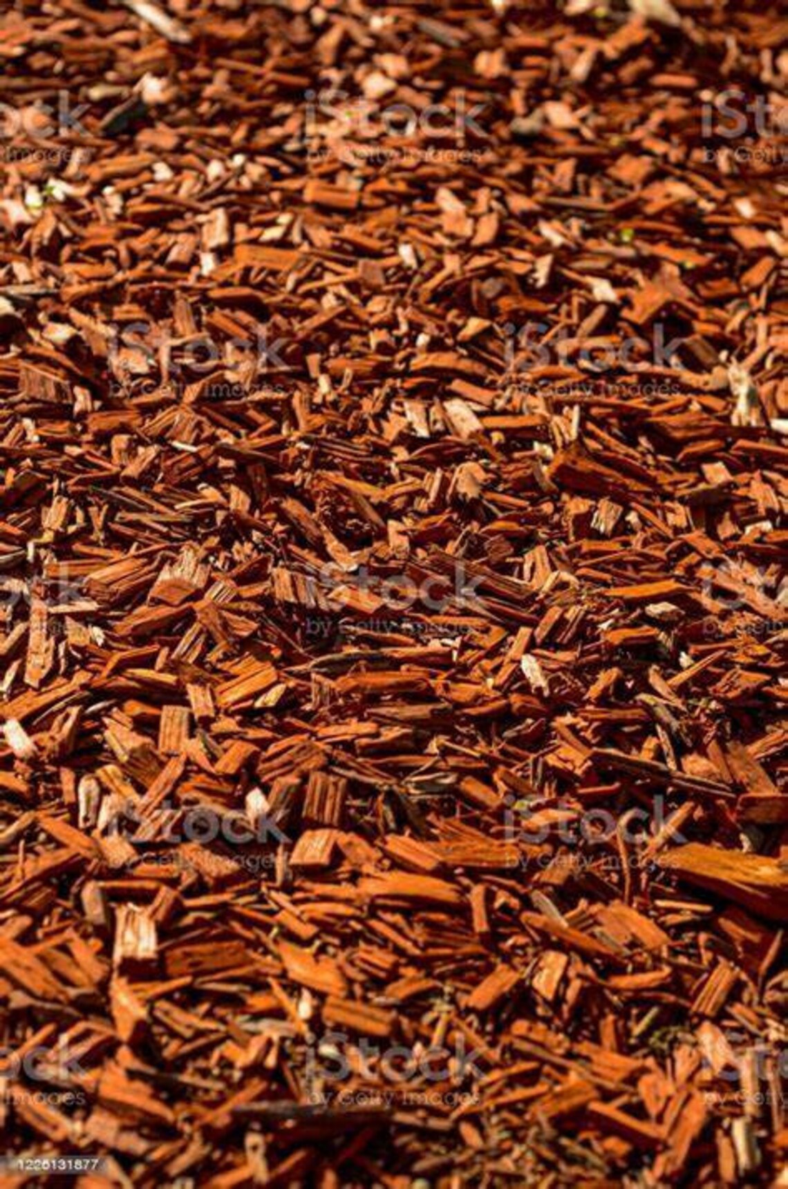 Red Cedar Oil 2 Dram Bottle - Etsy