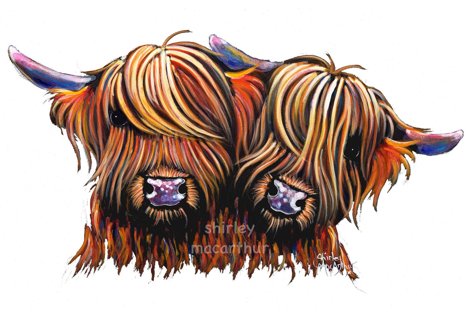 Highland Cow Print 'PaLS 2' Shirley MacArthur Cow | Etsy