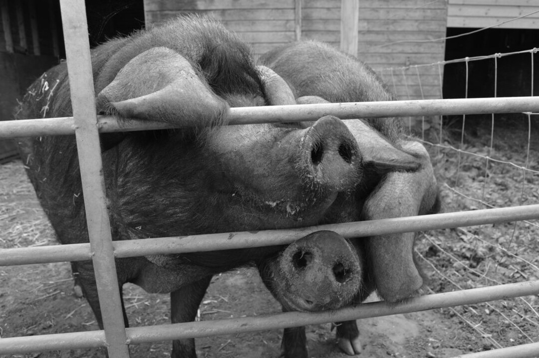 Two Noses - Pig Image Pig Digital File Pig Wall Art Pig Poster - Etsy