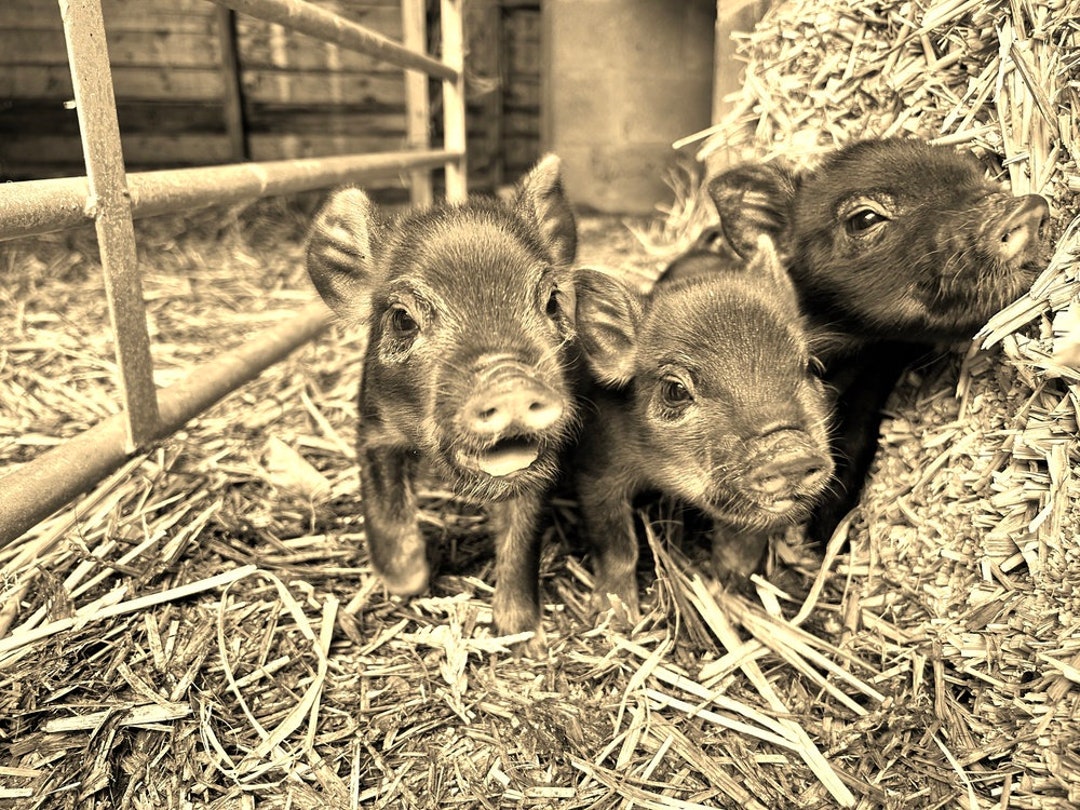 Piglet Pig Photo Pig Print Pig Poster Digital Image File Pig Wall Art ...