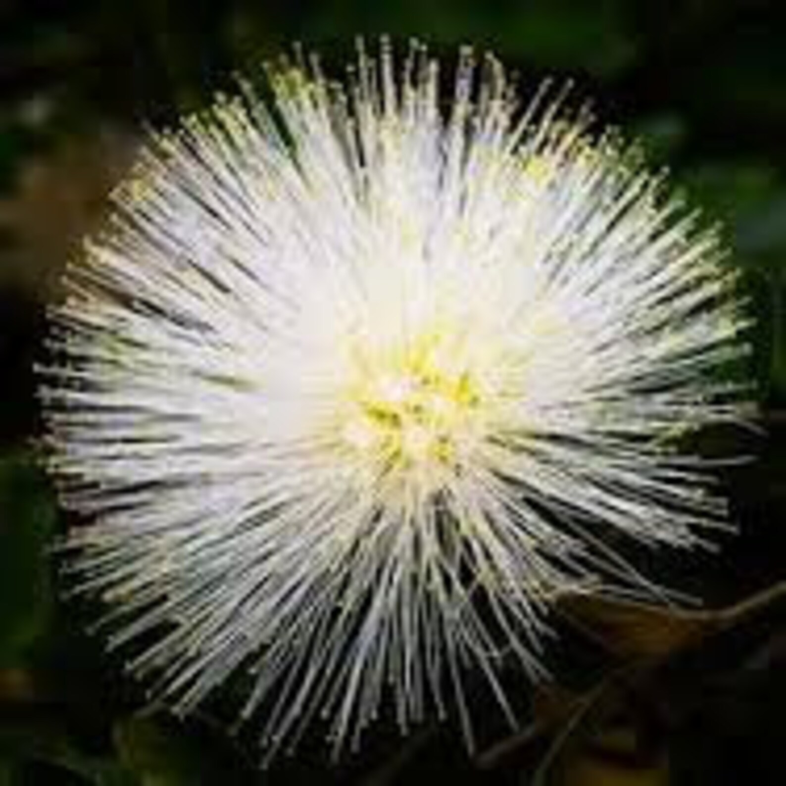 2 White Wedding Handmade Wedding Leis Depicting Lehua Flower Feather ...