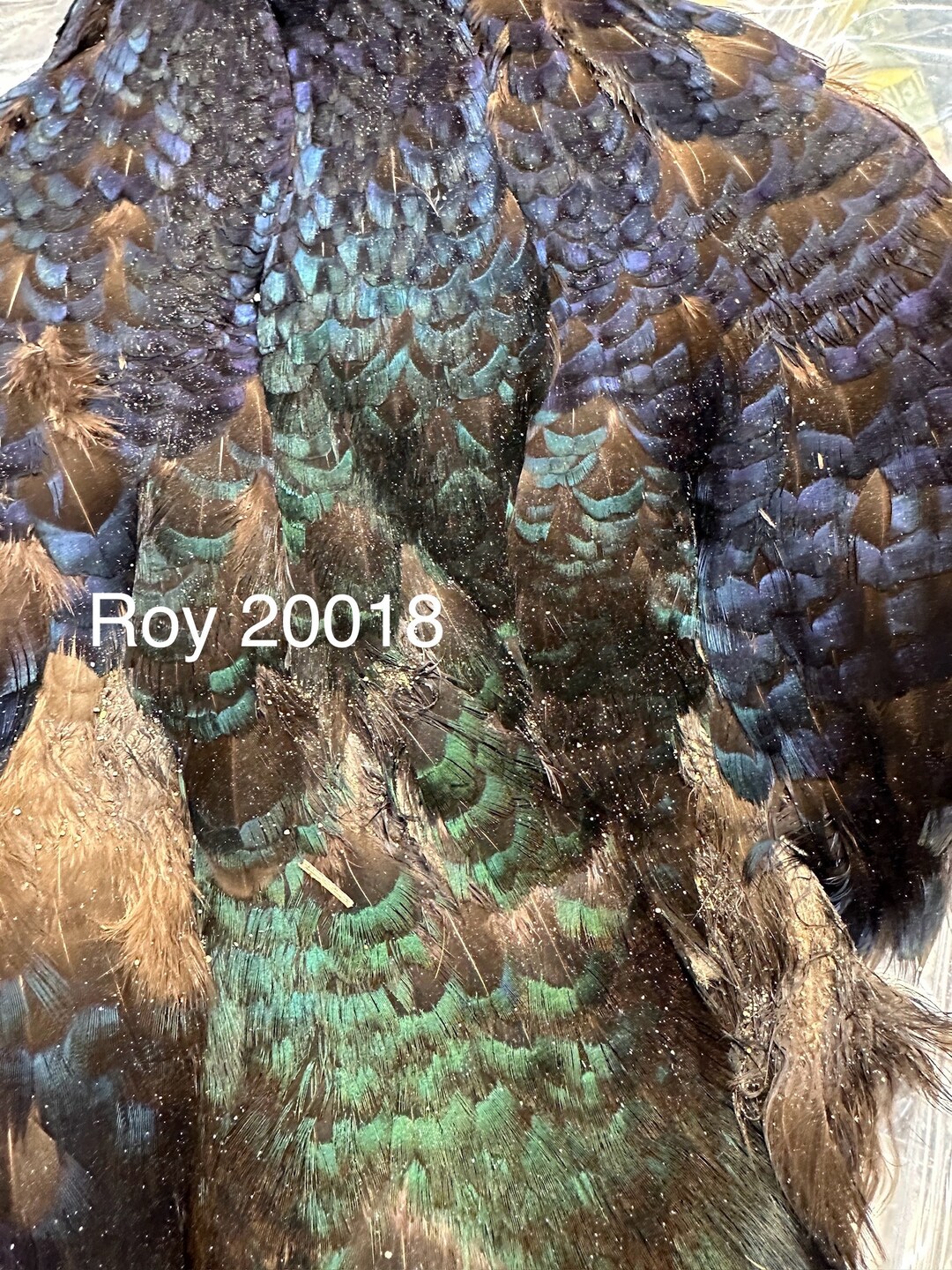 Rare Blue Melanistic Skin Feather for Feather Lei Fly Fishing. Actual ...