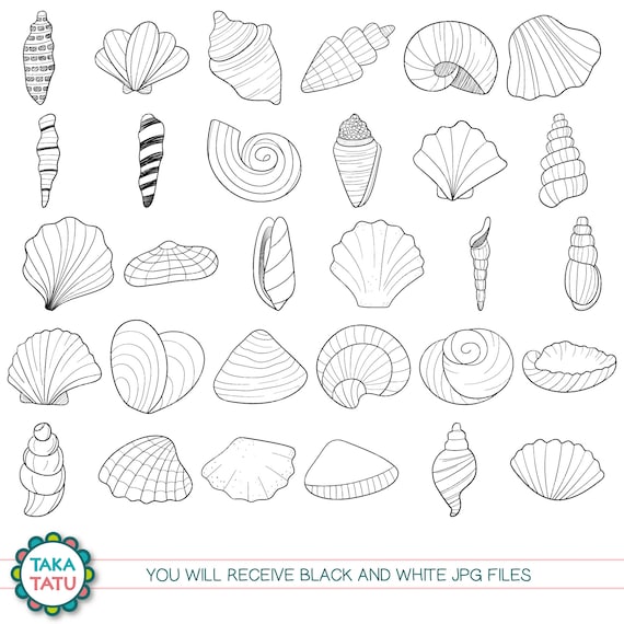 Seashell Clipart Black And White