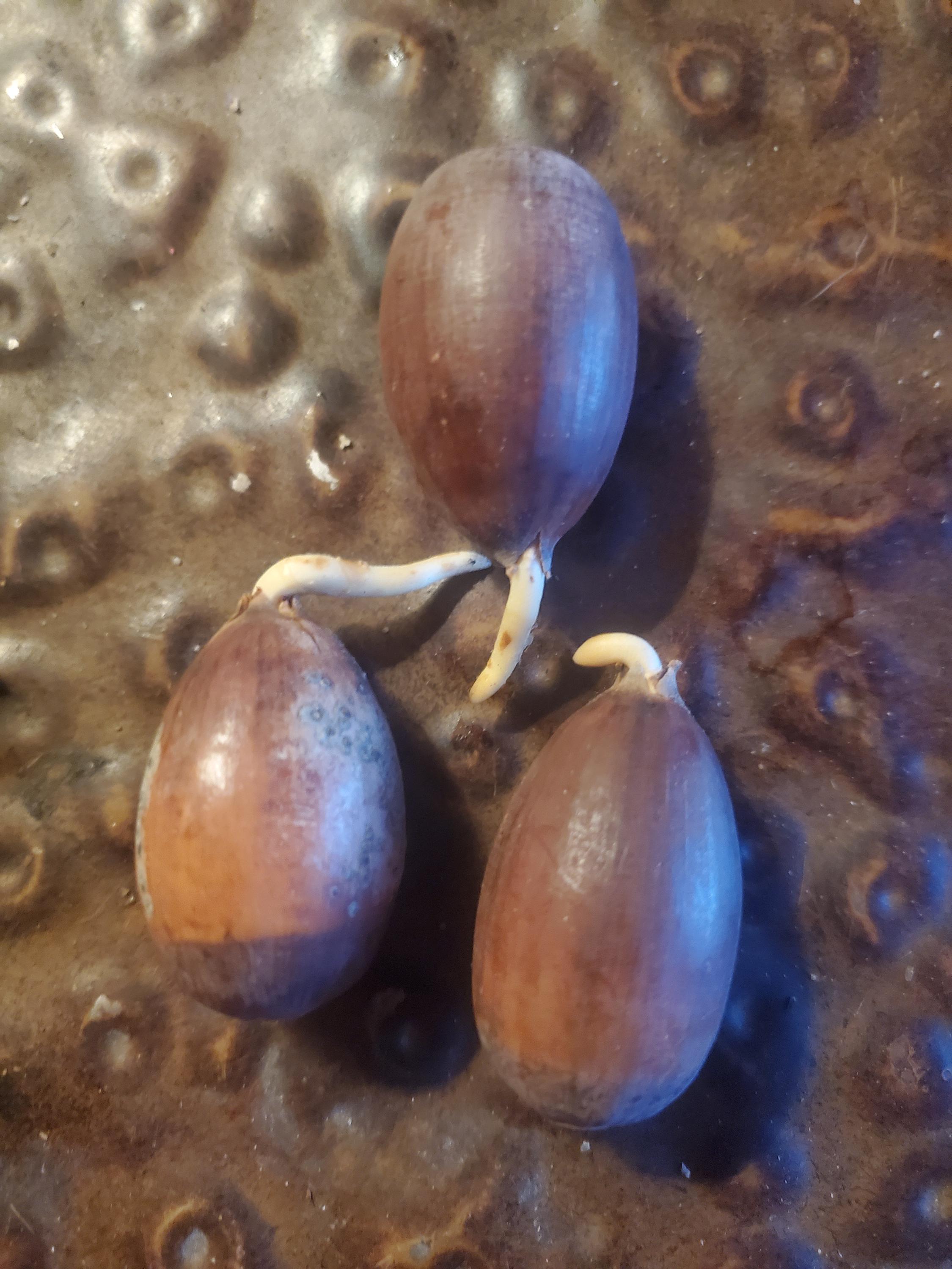 TEN Already Sprouted White Oak Acorn Seeds No Need to Worry About ...