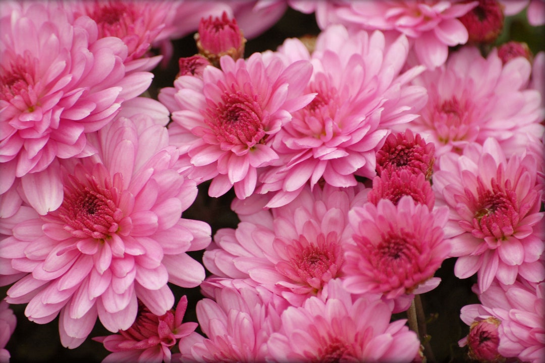 Instant Download of Pink Mums, Printable, Nature Photography, Flower ...