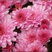 Instant Download of Pink Mums, Printable, Nature Photography, Flower ...