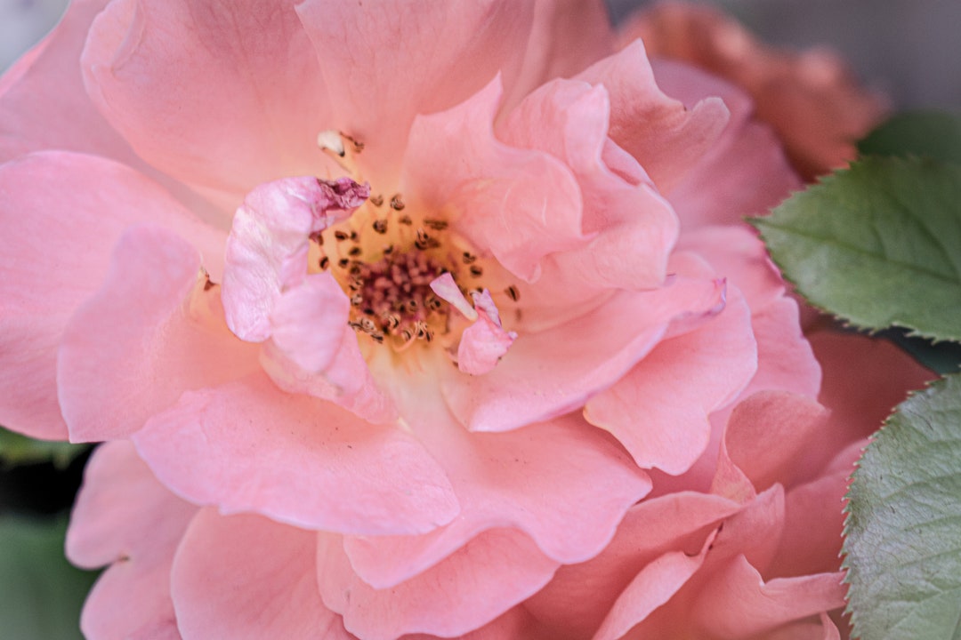 Instant Download of Pink Rose, Printable, Nature Photography, Flower ...