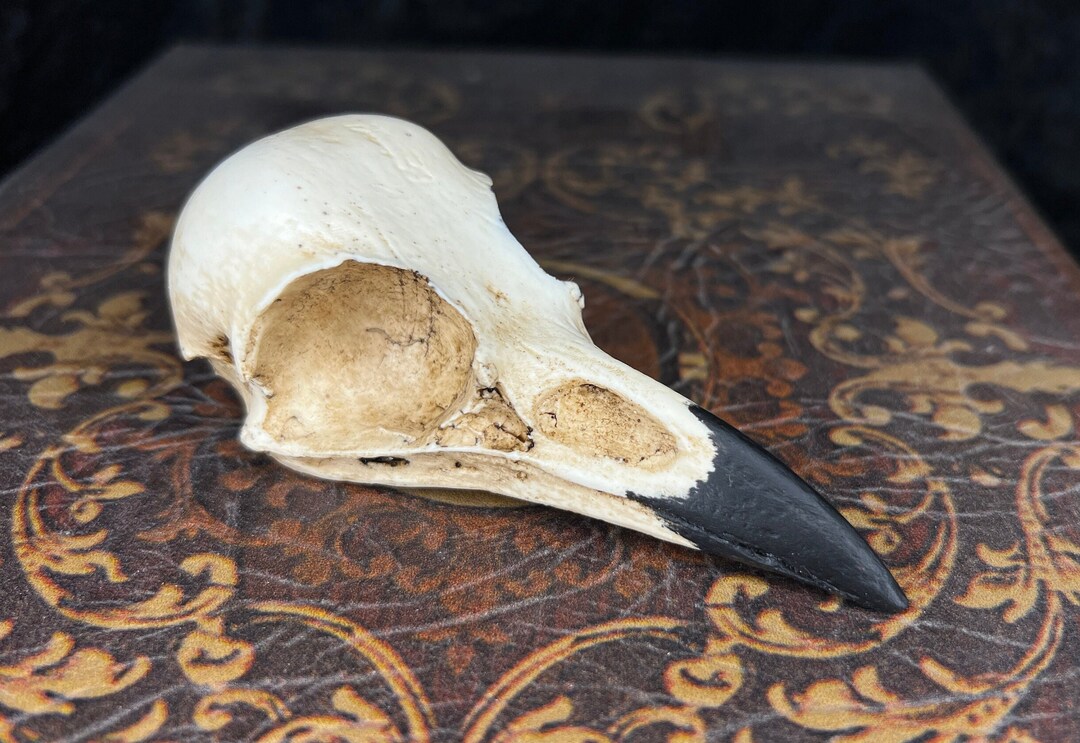 Raven Skull Magpie Skull - Etsy
