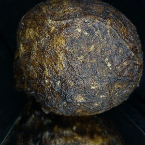 Rotting Lifesize Human Skull - Etsy