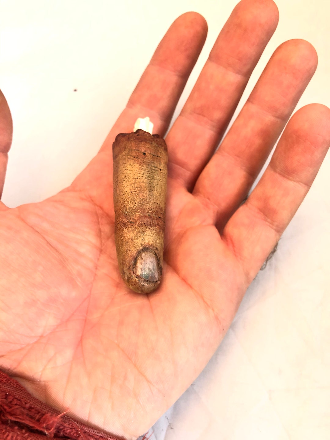 Severed Finger Prop - Etsy