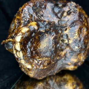 Rotting Lifesize Human Skull - Etsy