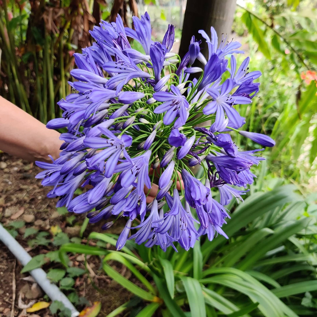 Agapanthus (african Lily) - Blue, Twister (purple and White), White ...