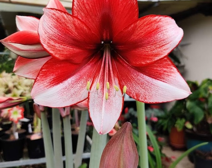 2pc Real Hippeastrum Bulbs, Amaryllis Bulbs - Etsy