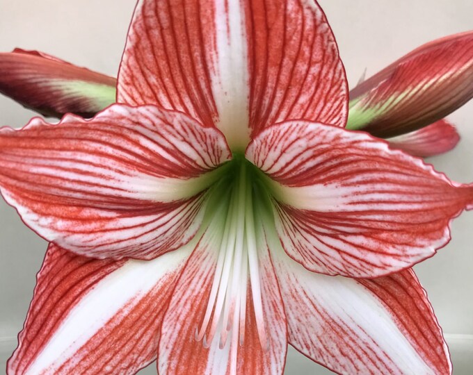 2pc Real Hippeastrum Bulbs, Amaryllis Bulbs - Etsy