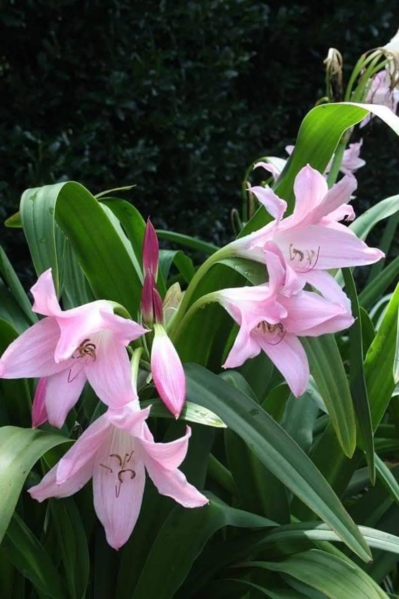 Crinum Pink Lily Bulb - Etsy