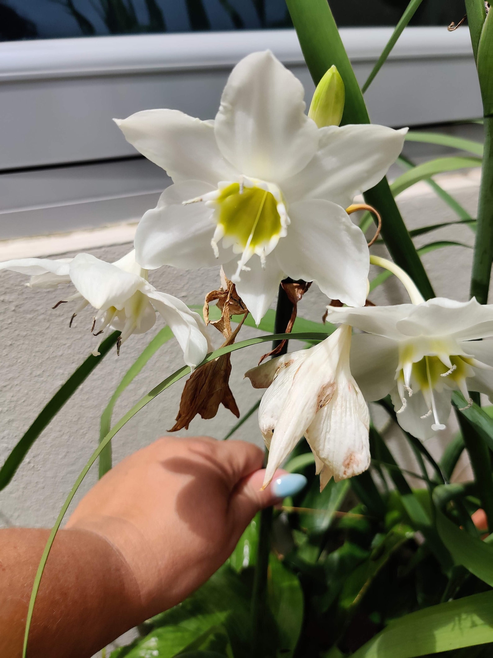 Eucharis Amazonica Eucharis Grandiflora Amazon Lily Bulb - Etsy